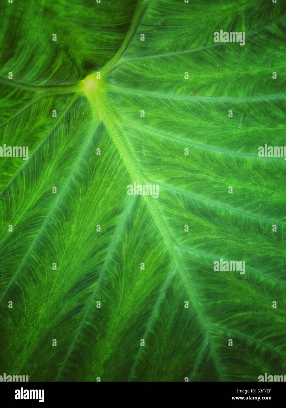 Leaf patterns of an elephant ear plant Stock Photo - Alamy