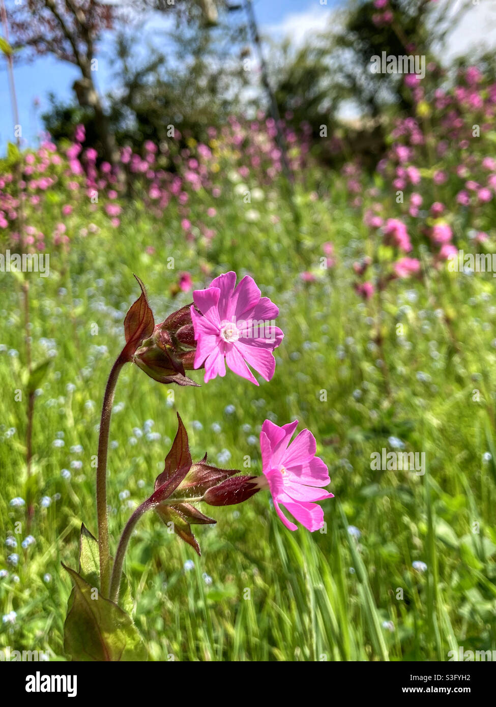 Red Campion in a Wildflower meadow Stock Photo - Alamy