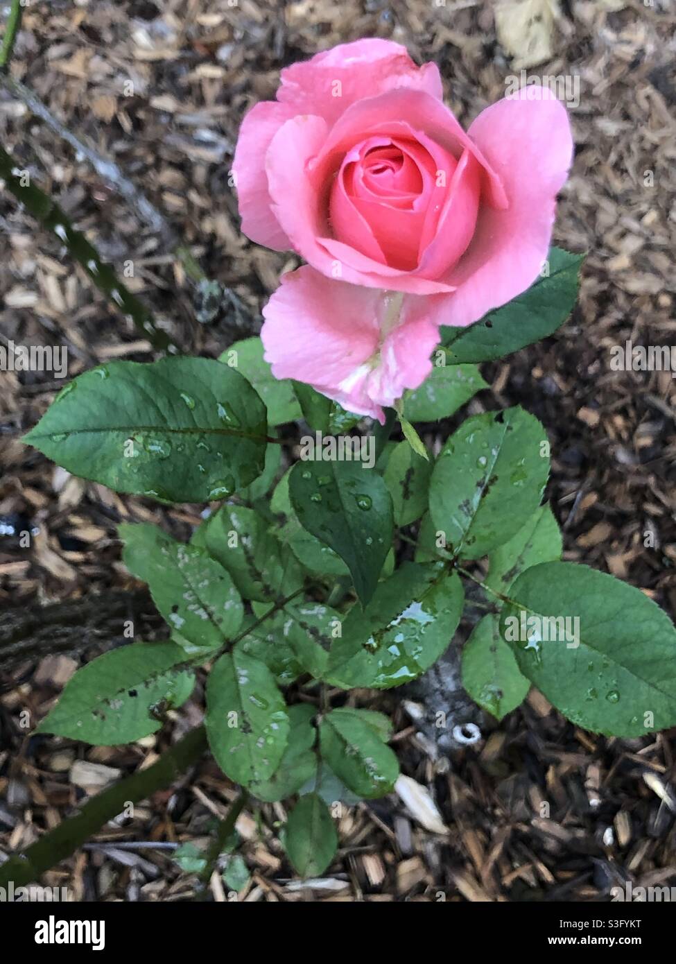 Just a little rose Stock Photo - Alamy