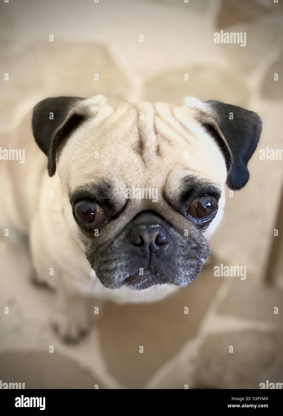 Serious pug hi-res stock photography and images - Alamy