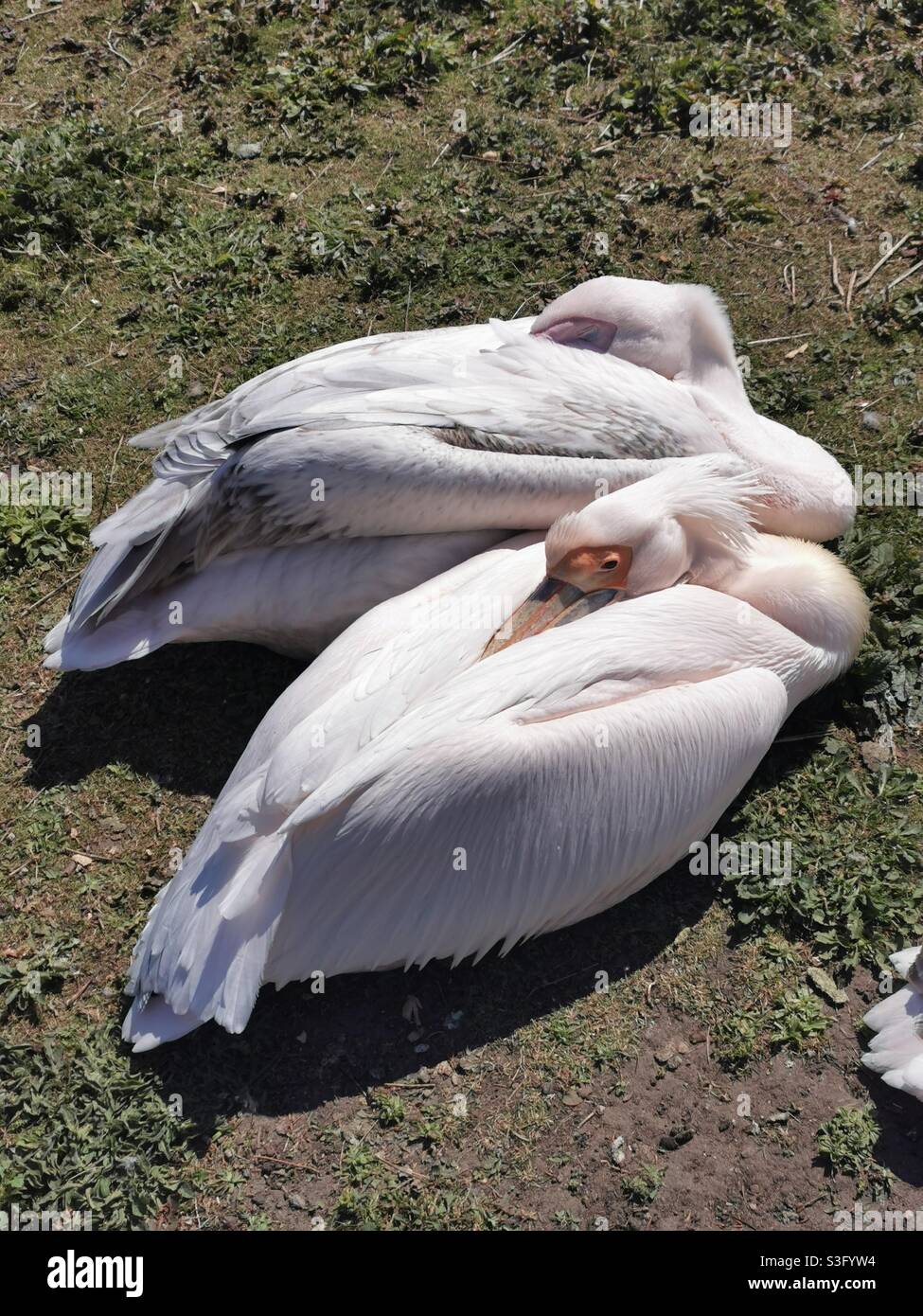 Sleeping birds hi-res stock photography and images - Alamy