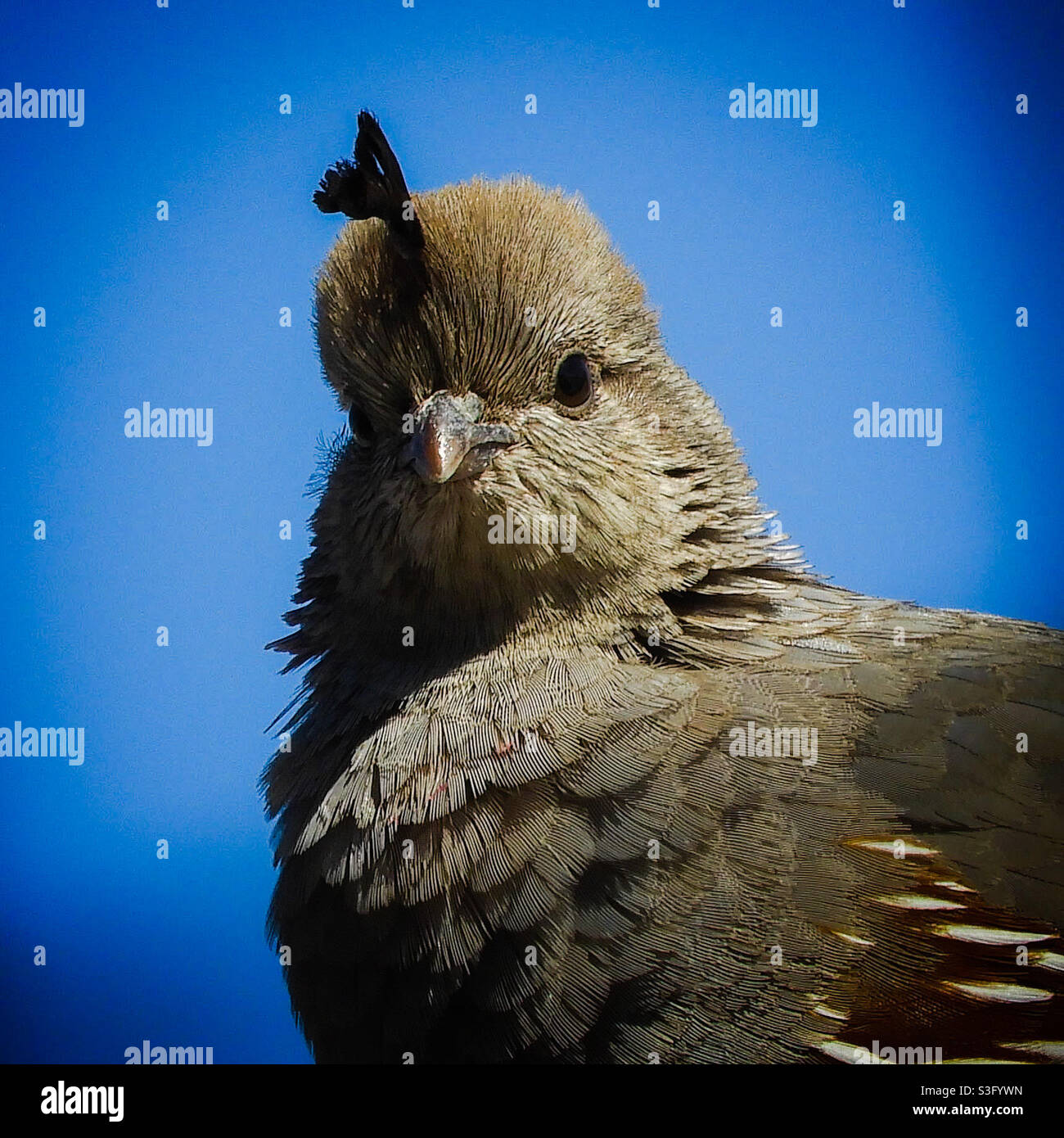 Quail Bird High Resolution Stock Photography and Images - Alamy