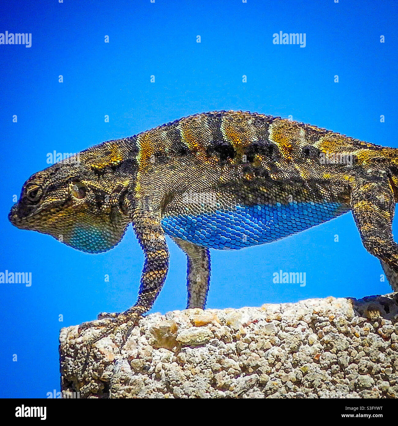 Blue belly lizard hi-res stock photography and images - Alamy