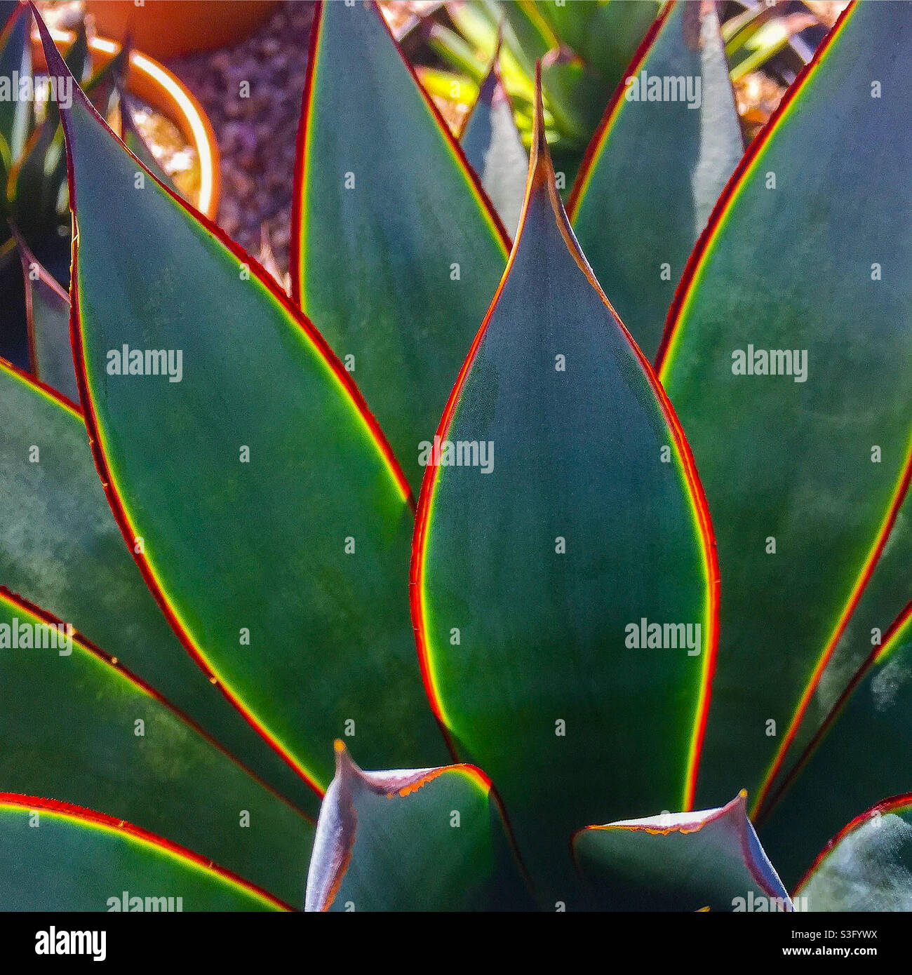 Blue glow agave hi-res stock photography and images - Alamy