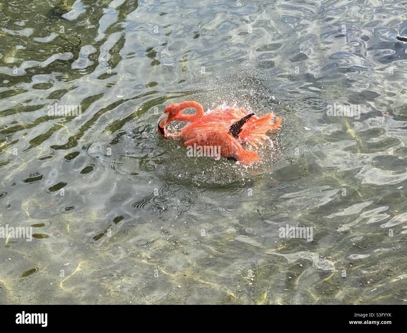 Flamingo nature hi-res stock photography and images - Alamy