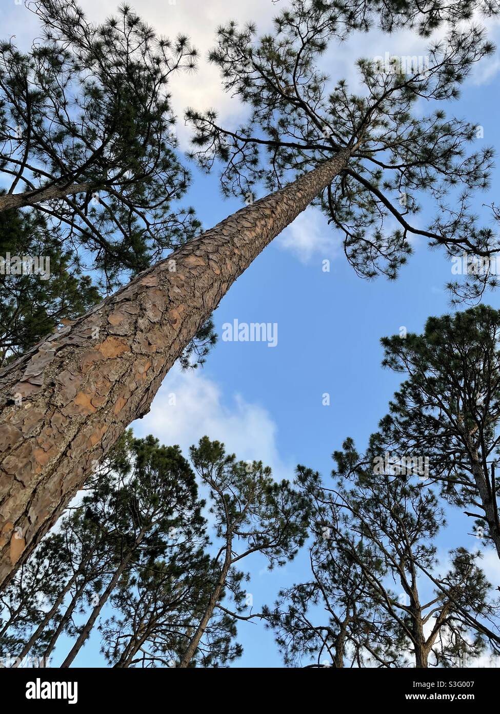 Perspective looking up at large pine trees with evening skies Stock ...