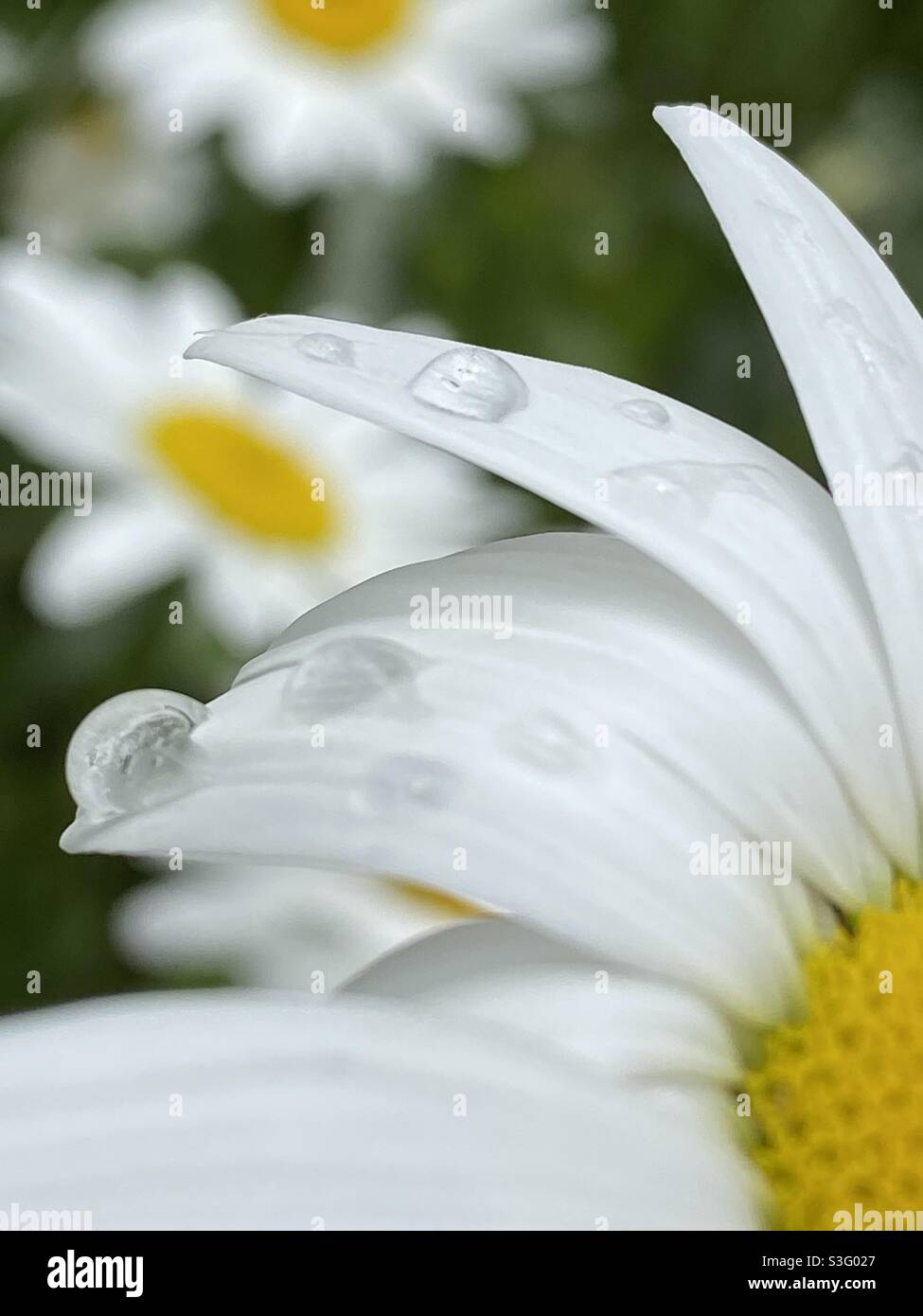 Daisy with water drops close up Stock Photo - Alamy