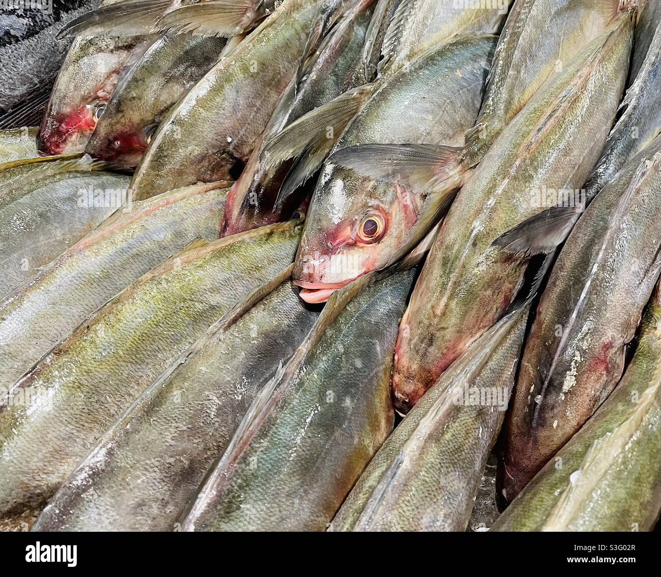 Fish for sale ins supermarket Stock Photo - Alamy