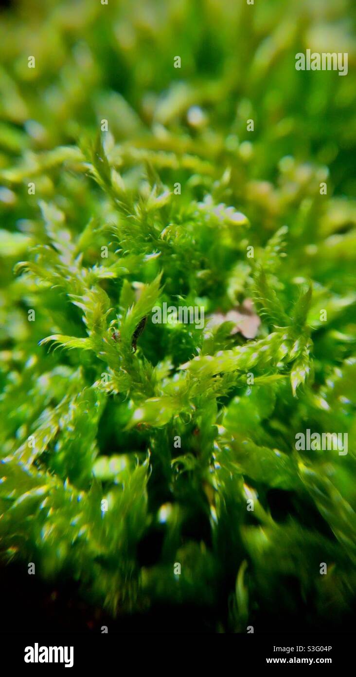 moss ,green ,forest ,makro Stock Photo - Alamy
