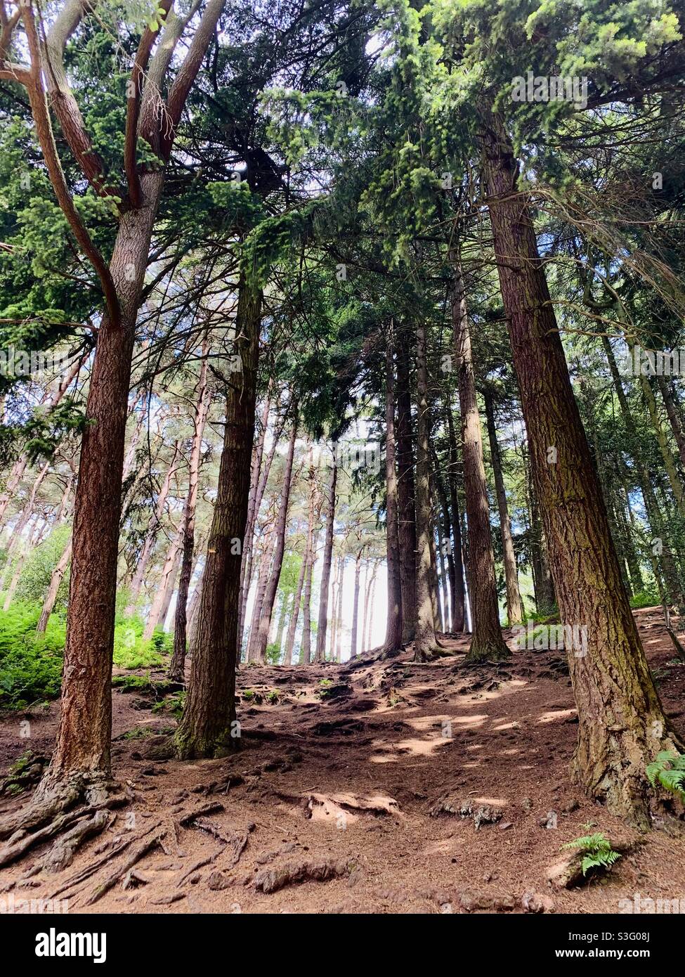 Trees in the woods Stock Photo - Alamy