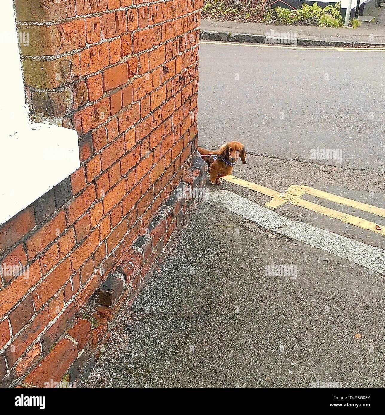 Dog Peeking Around Corner