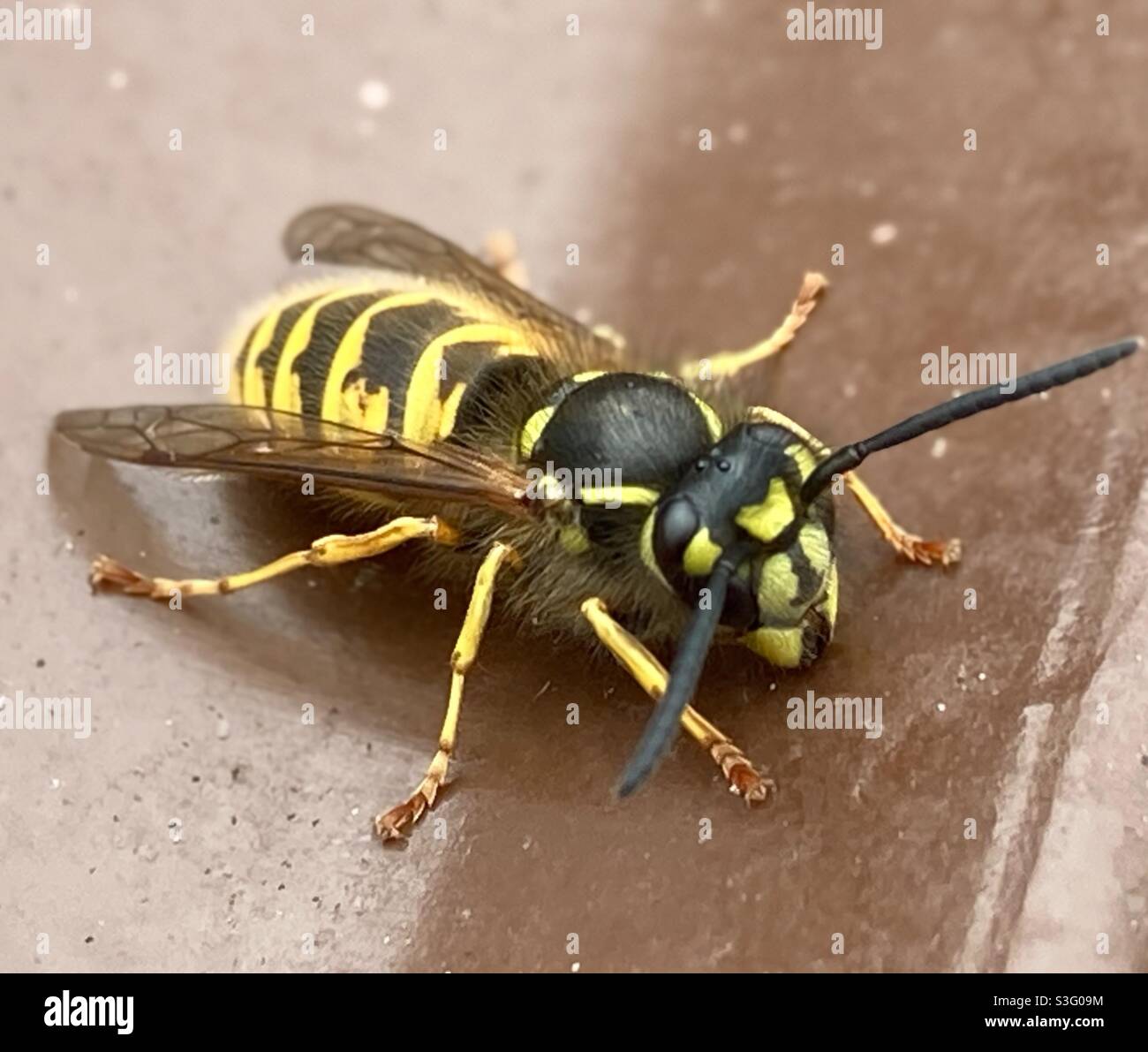Stings wasp hi-res stock photography and images - Alamy