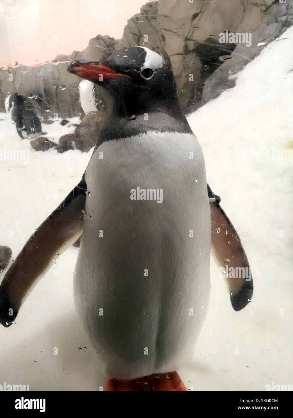 Penguin travel hi-res stock photography and images - Alamy