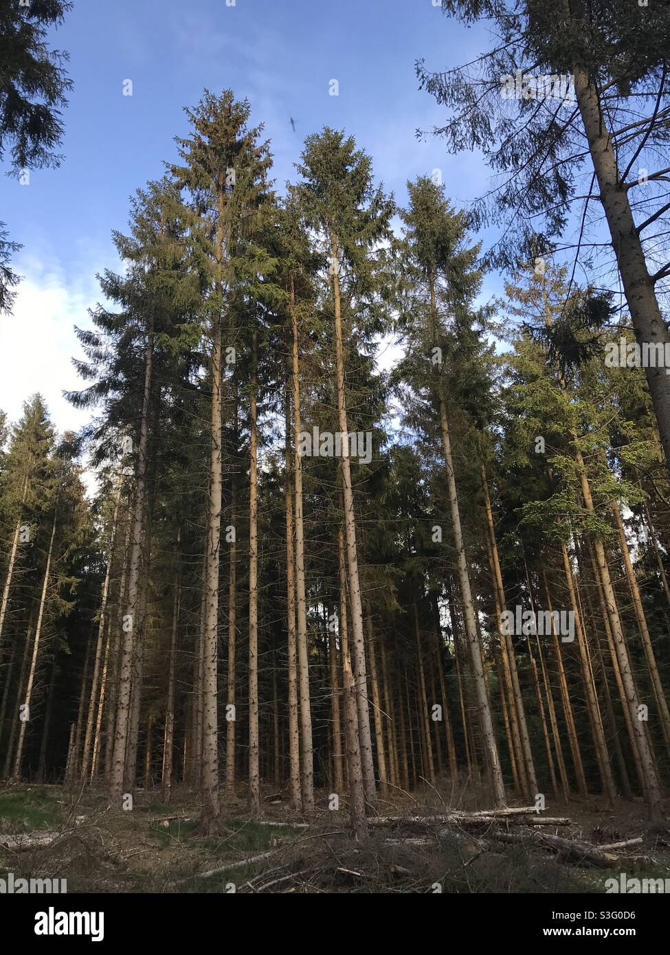 Tall pinetree hi-res stock photography and images - Alamy