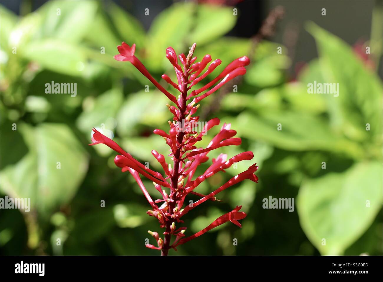 Firespike High Resolution Stock Photography and Images - Alamy