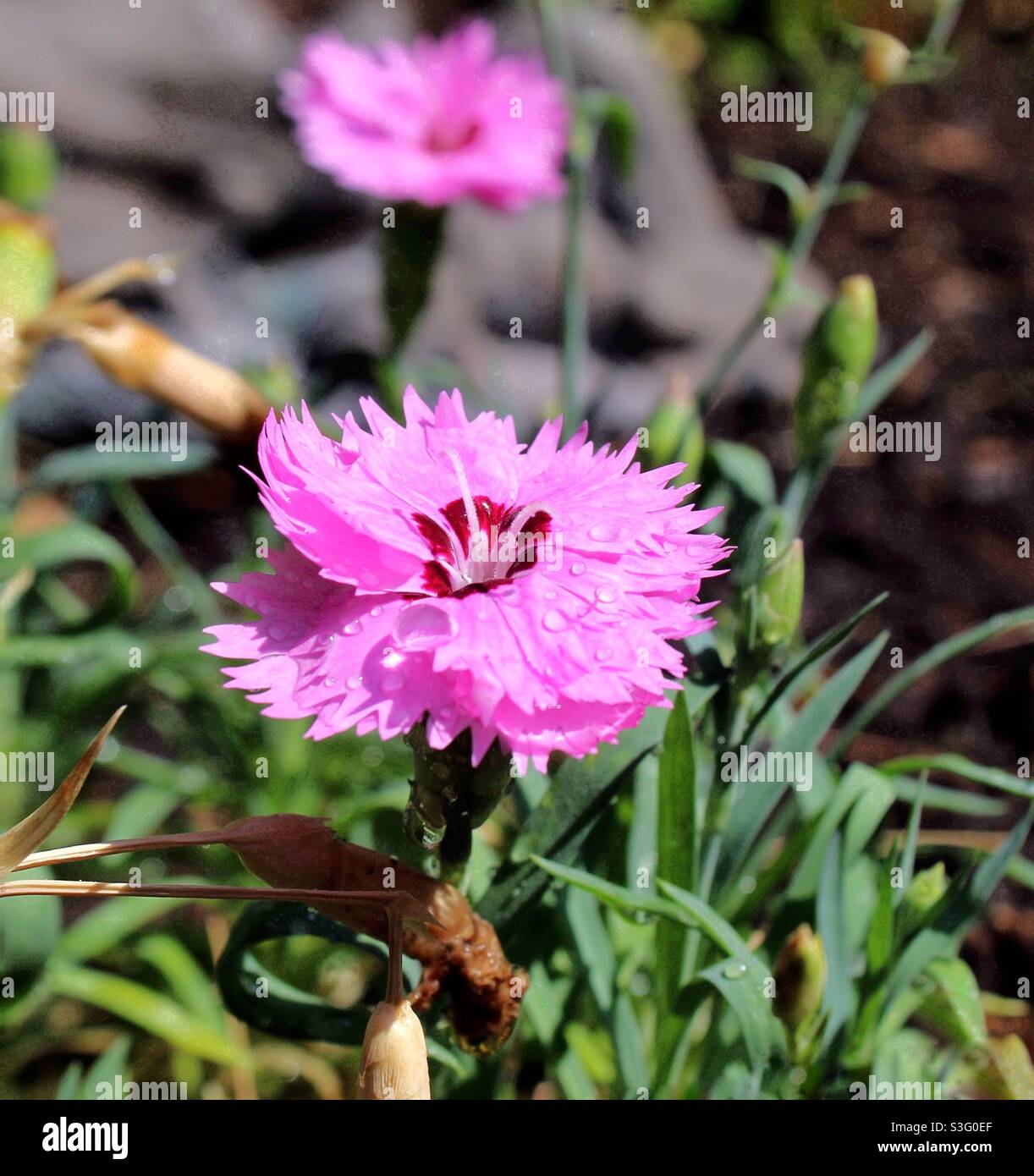 Dianthus flower garden hi-res stock photography and images - Alamy