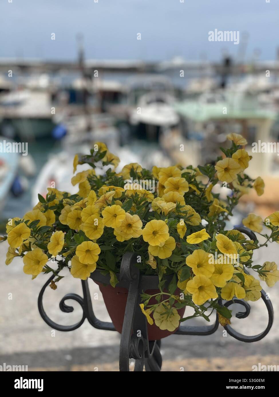 Luxury yellow flowers hi-res stock photography and images - Alamy
