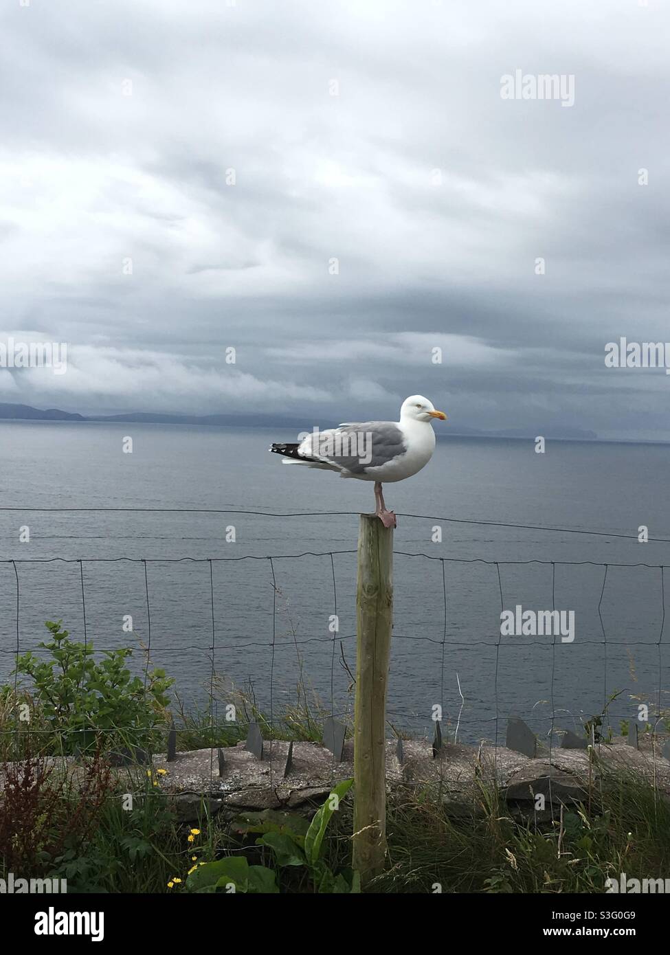 Perch bird seagull hi-res stock photography and images - Alamy