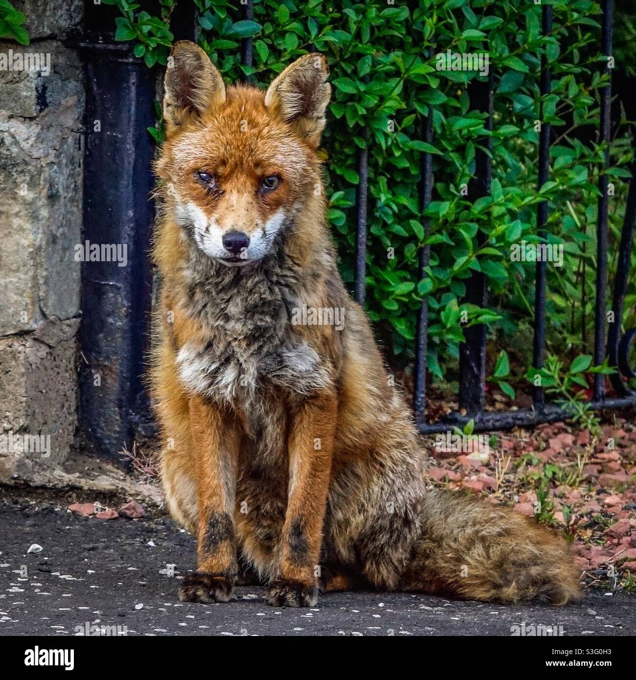 A red urban fox Stock Photo - Alamy