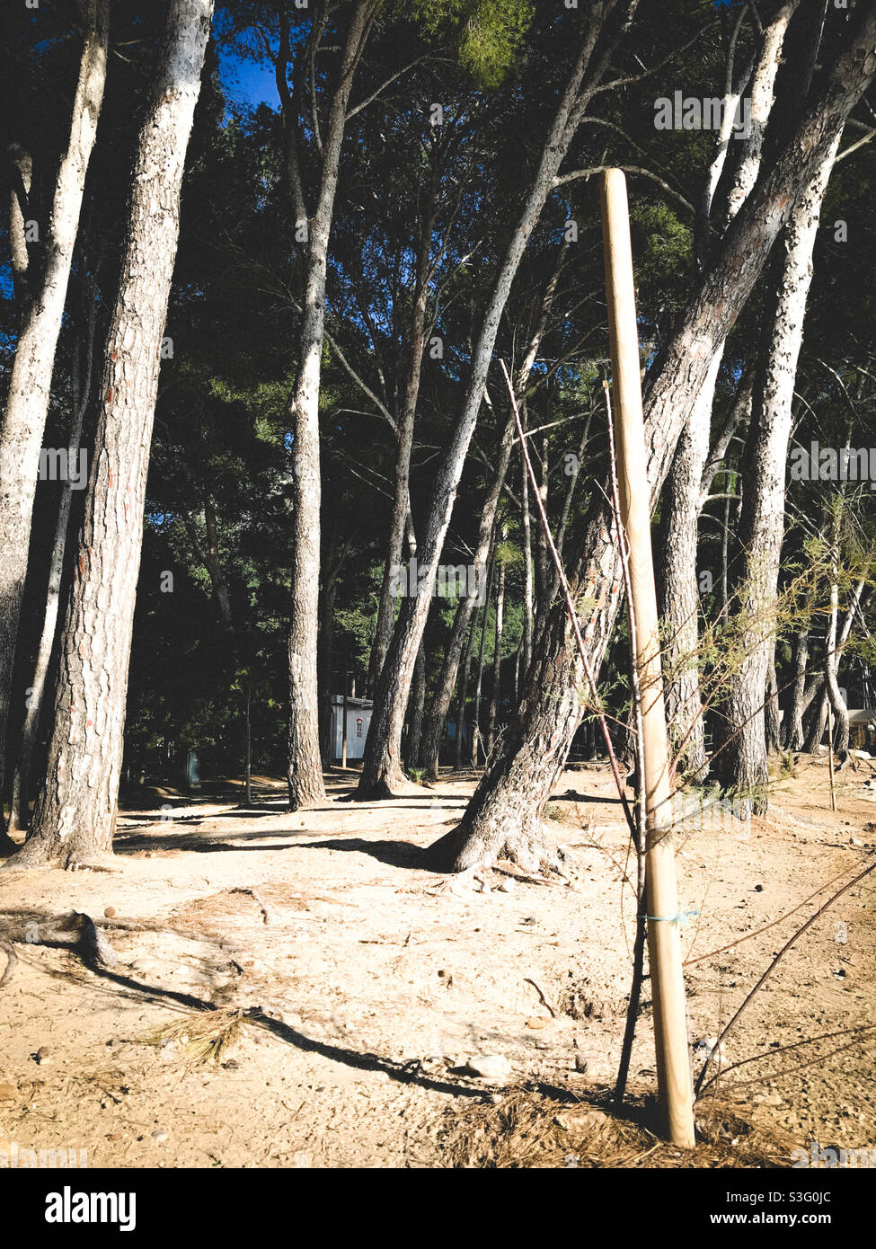 Tall tree trunks hi-res stock photography and images - Alamy