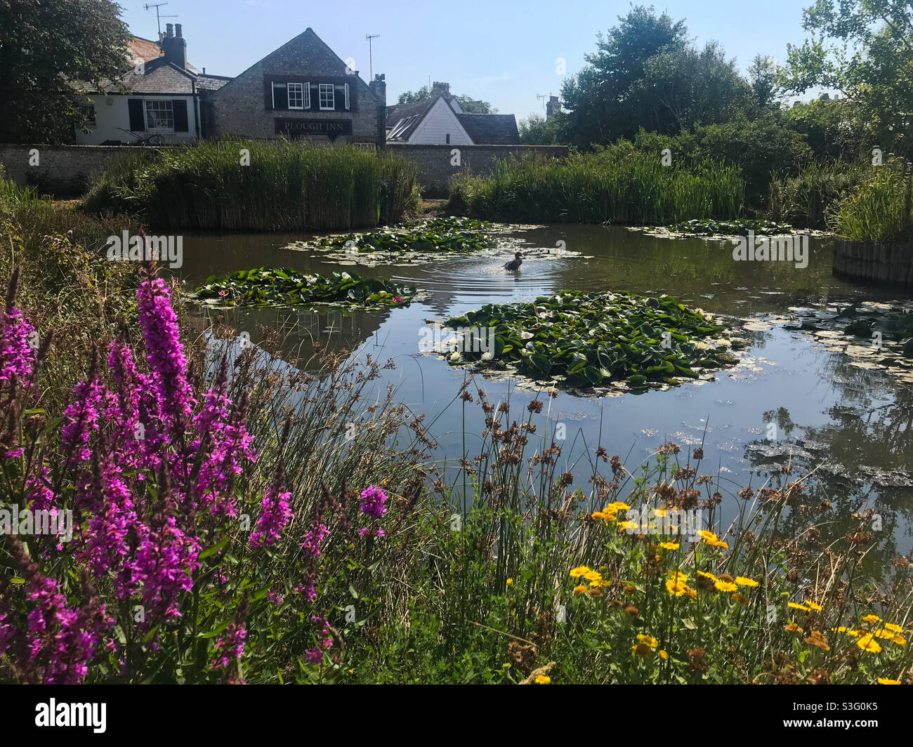 Rottingdean village pond Stock Photo - Alamy