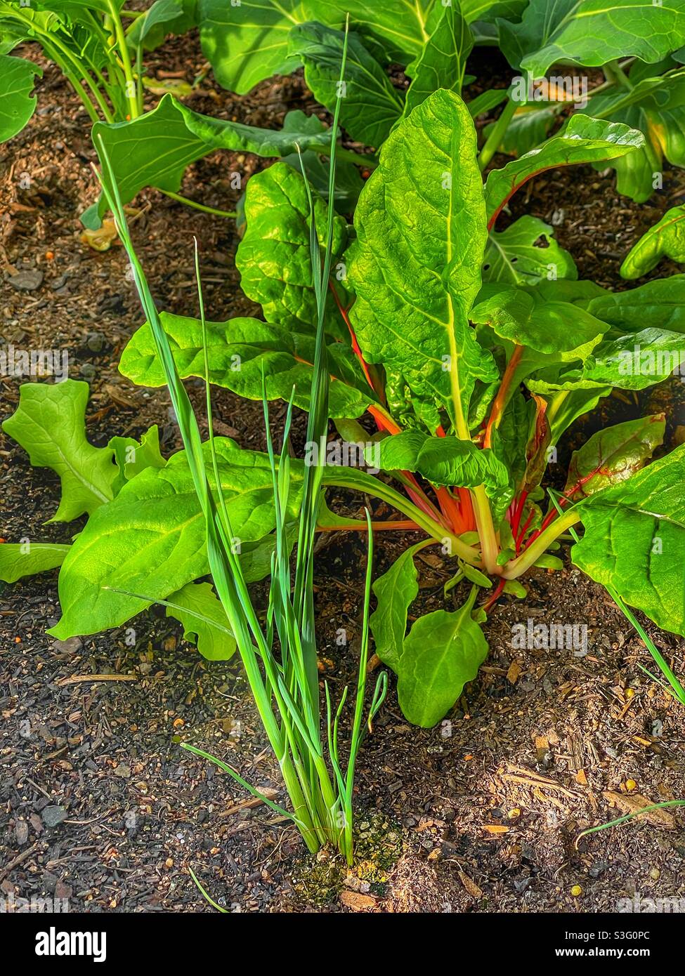 Garden bed soil hi-res stock photography and images - Alamy