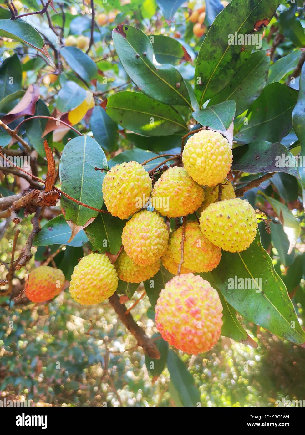 Lychee tree fruit hi-res stock photography and images - Alamy