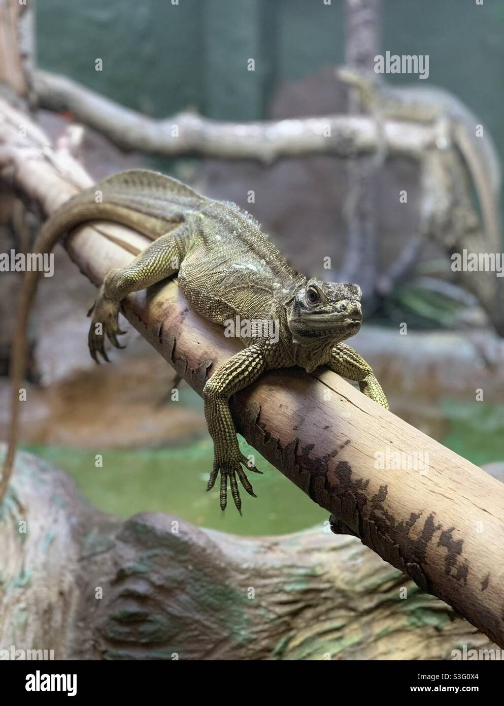 Philippine Sailfin Lizard