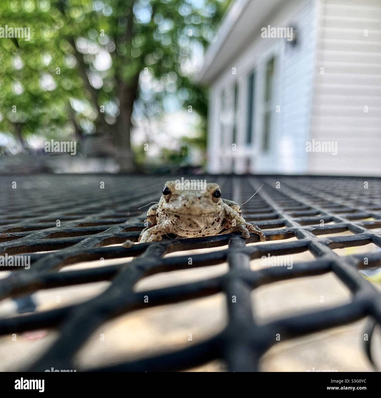 Small frog looking straight at camera Stock Photo - Alamy