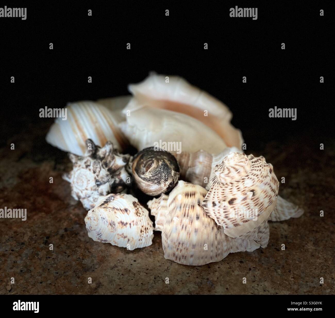 Several shells hi-res stock photography and images - Alamy