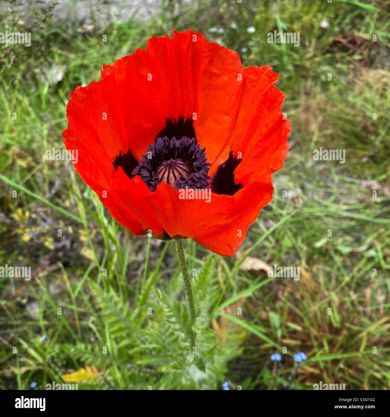 A close up photograph of a vivid red large poppy in a wild garden Stock ...