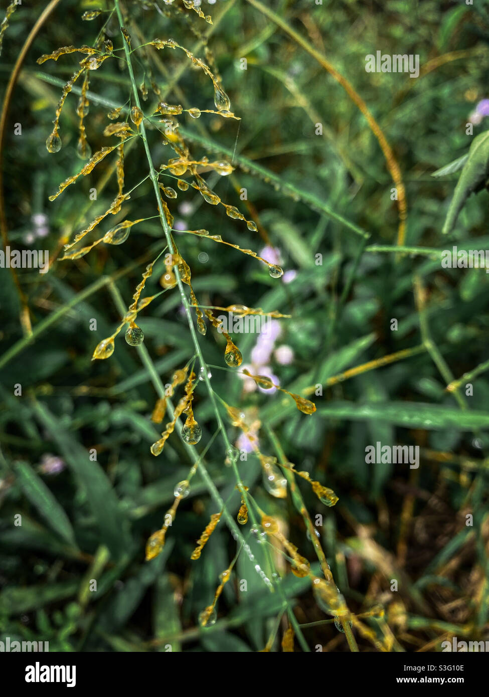 Raindrop nature hi-res stock photography and images - Alamy