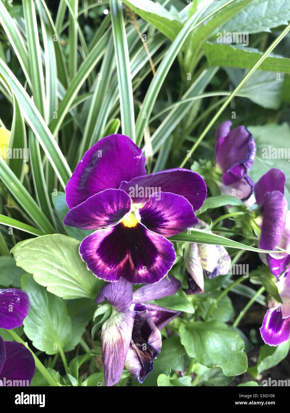 Bright purple irises in a garden Stock Photo - Alamy