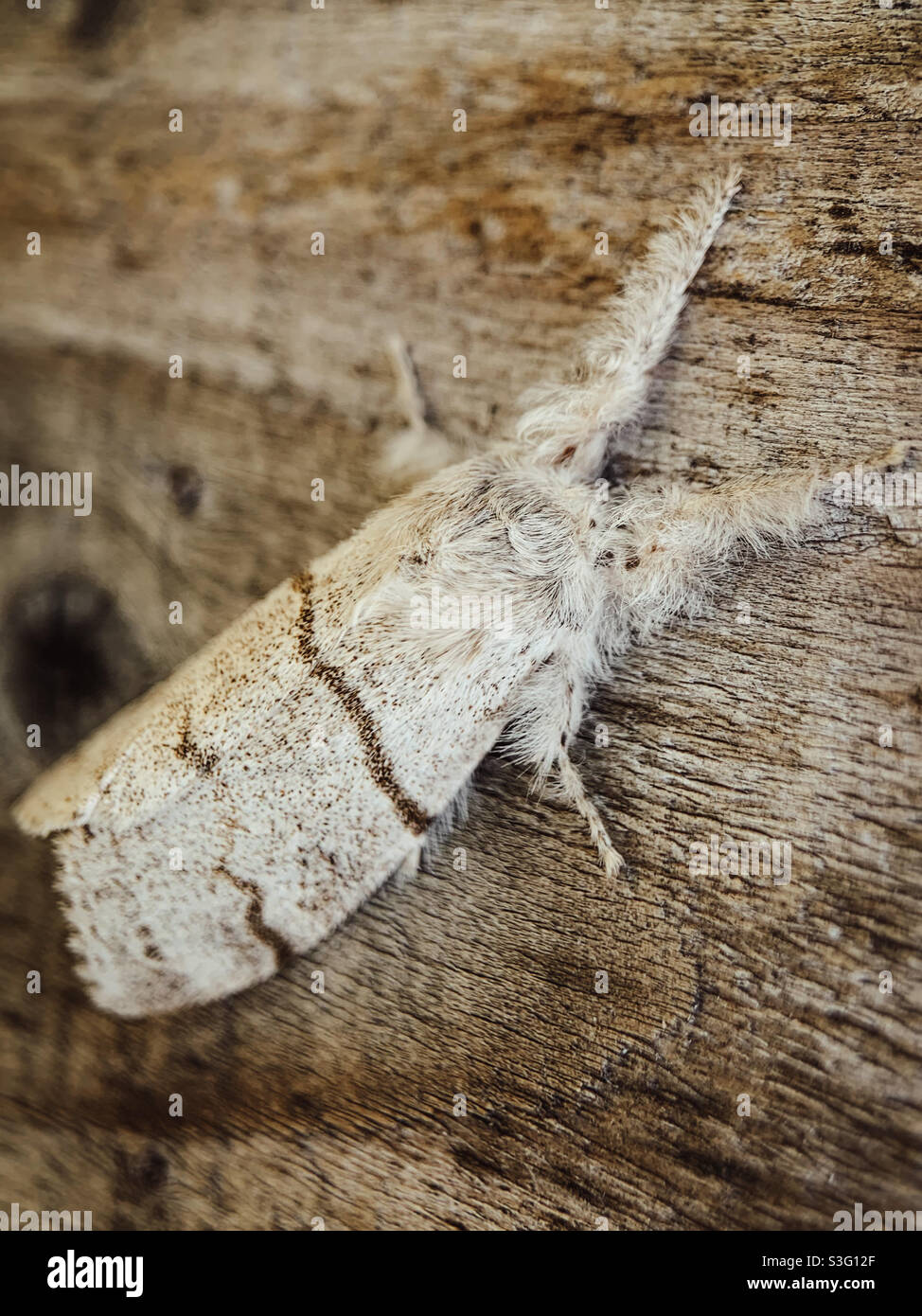 Pale Tussock moth. Moth species. Moths. Parasite Stock Photo - Alamy