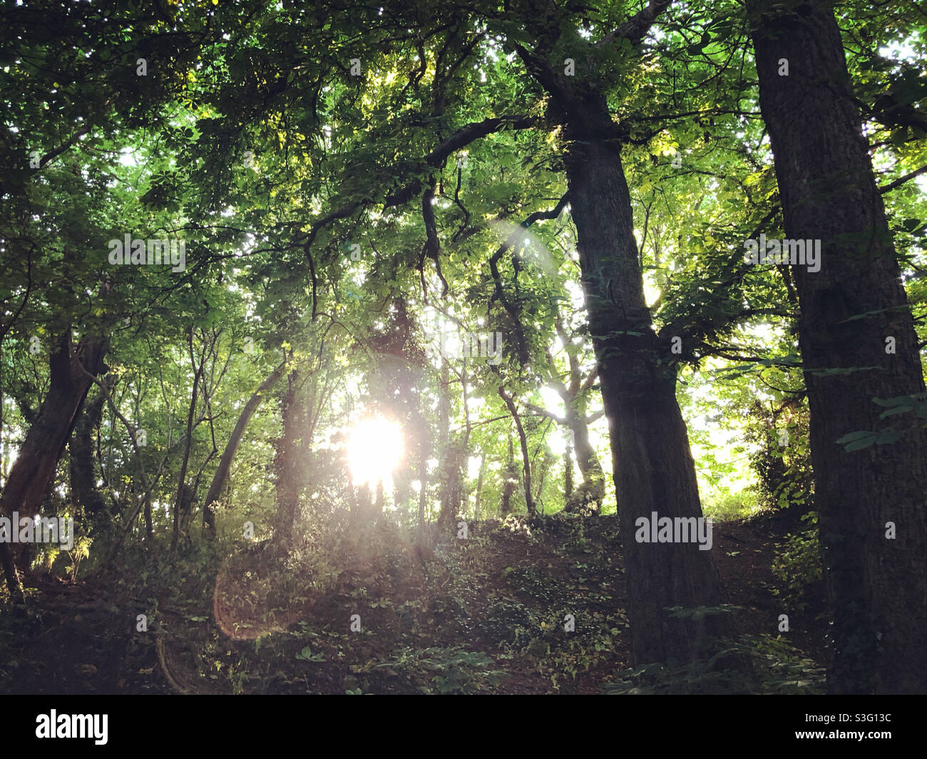 Mind trees hi-res stock photography and images - Alamy