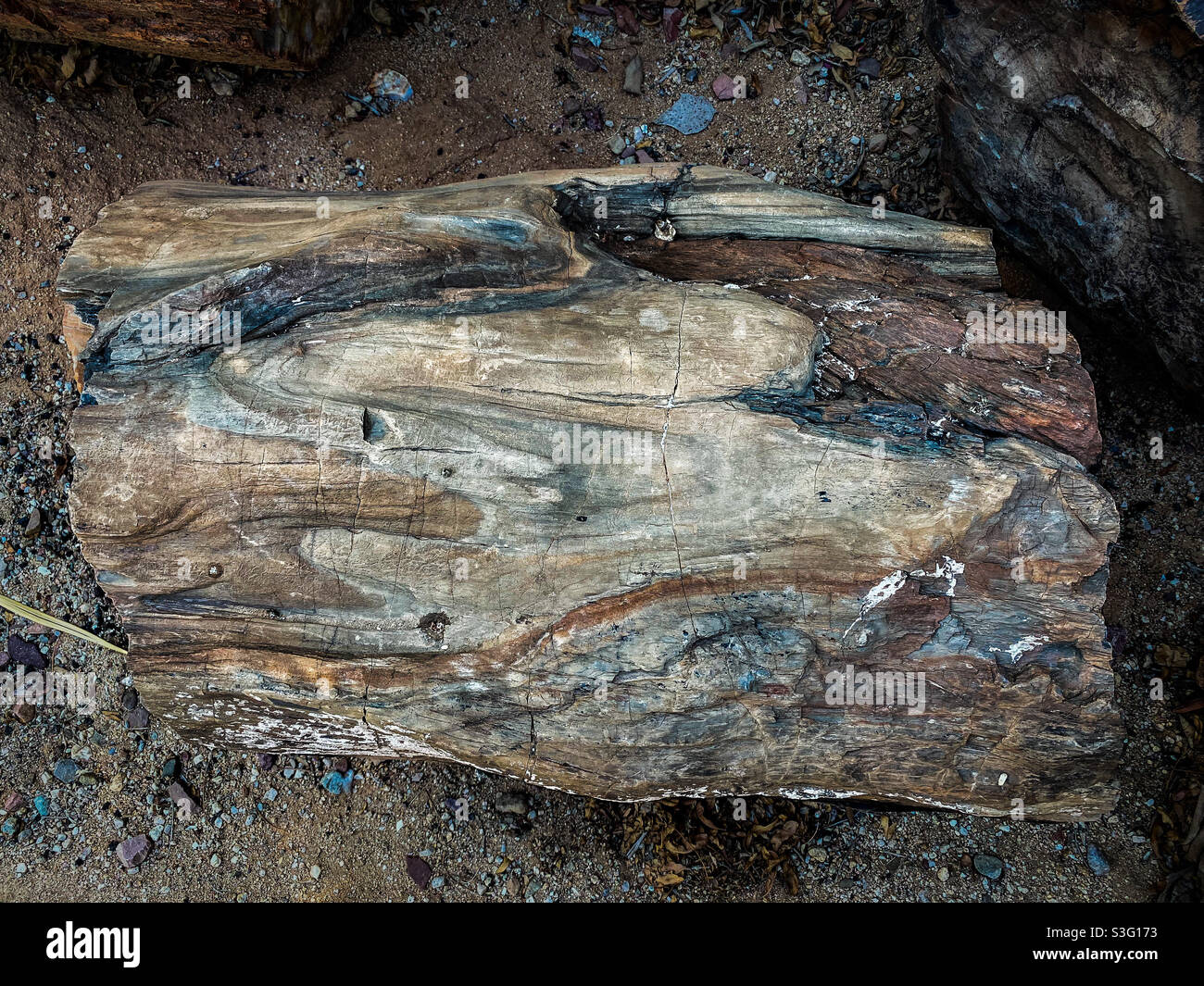 Fossil bark hi-res stock photography and images - Alamy