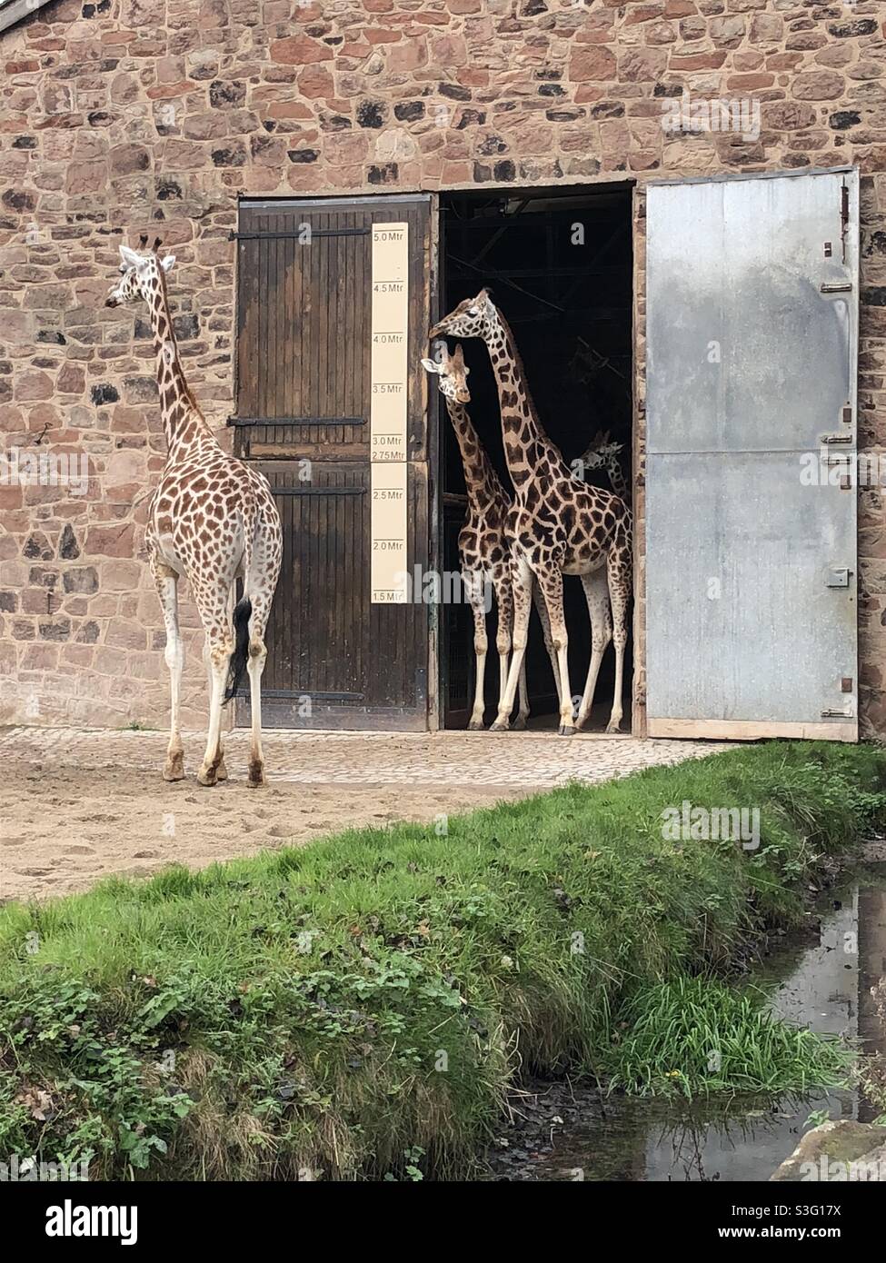 Giraffes at chester zoo hi-res stock photography and images - Alamy