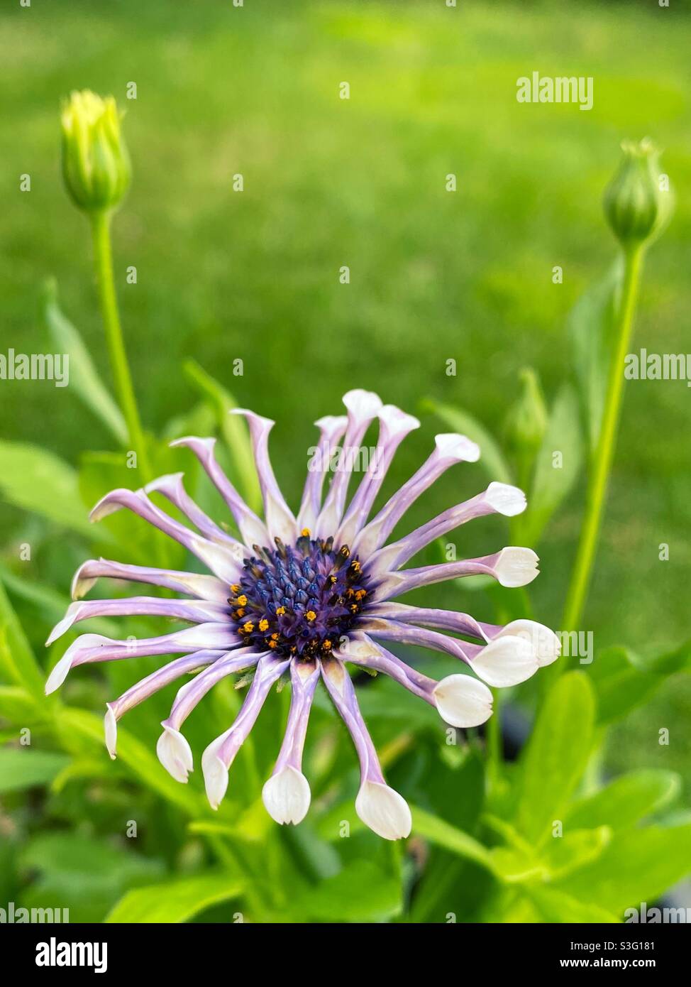 Osteospermum ecklonis hi-res stock photography and images - Alamy