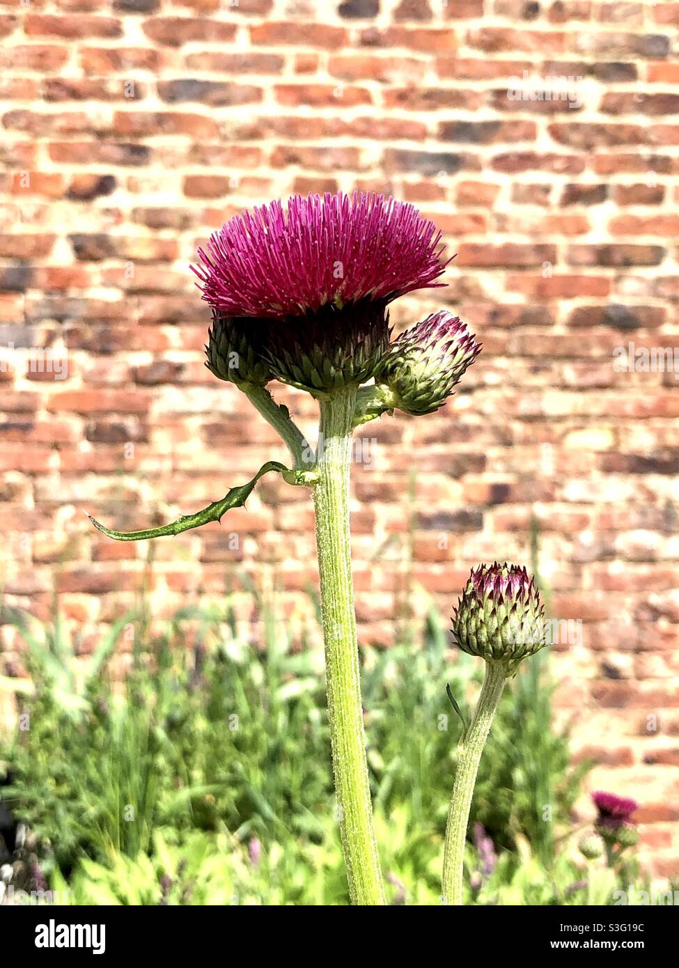 Cirsium rivulare atropurpureum hi-res stock photography and images - Alamy