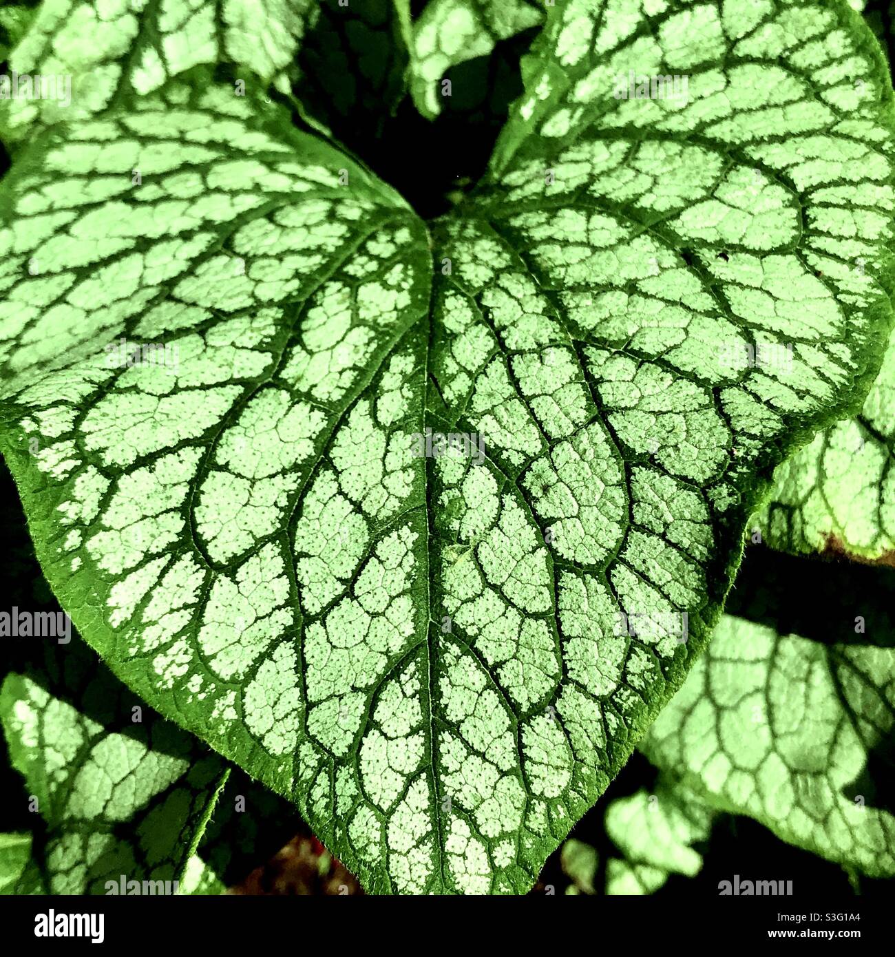 Plants intricate leaf patterns hi-res stock photography and images - Alamy