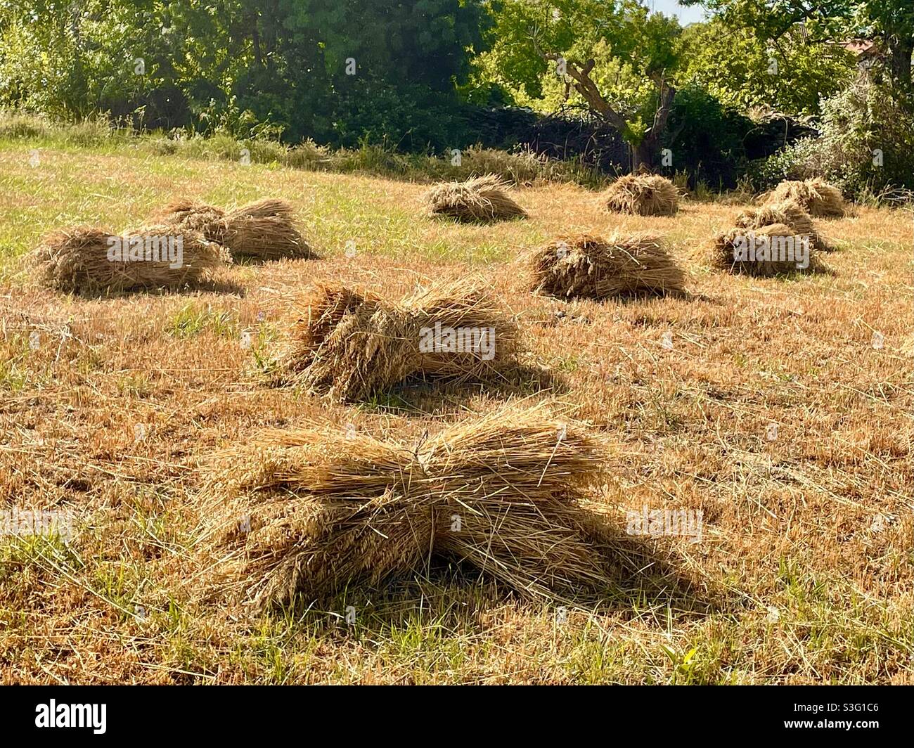 Hand tied bales of hay in a field. This hay has been cut by hand in a ...