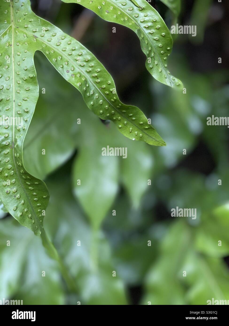 Leaf nodes hi-res stock photography and images - Alamy