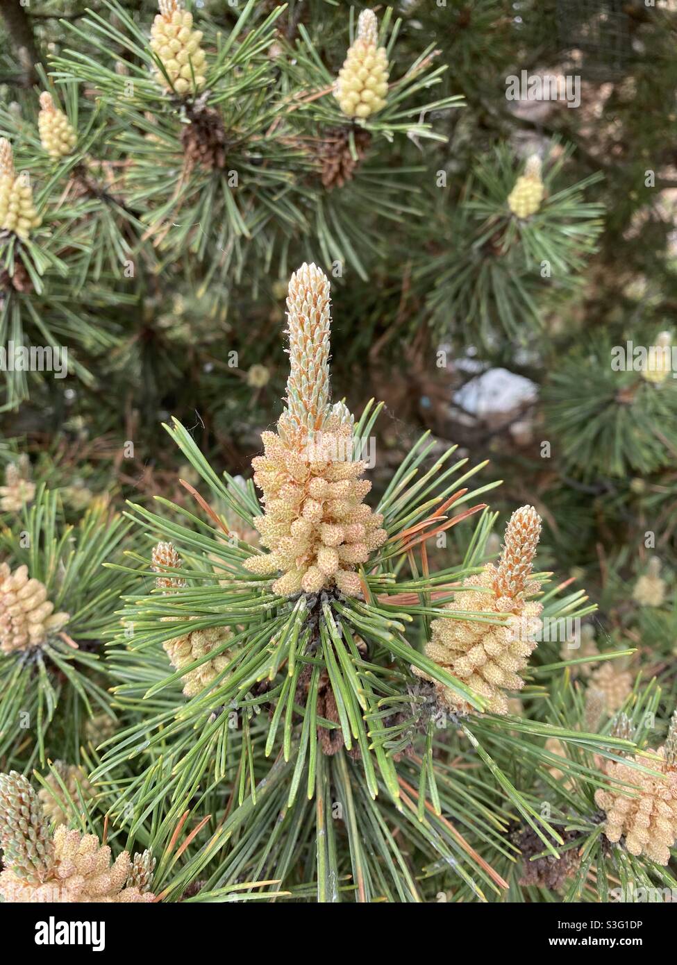 Growth spring hi-res stock photography and images - Alamy