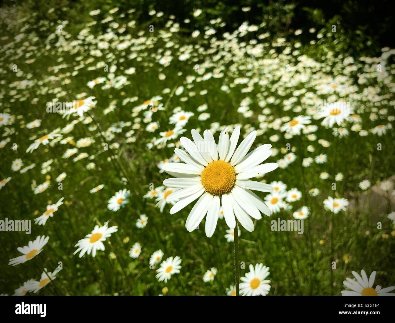 Daisies in a field Stock Photo - Alamy