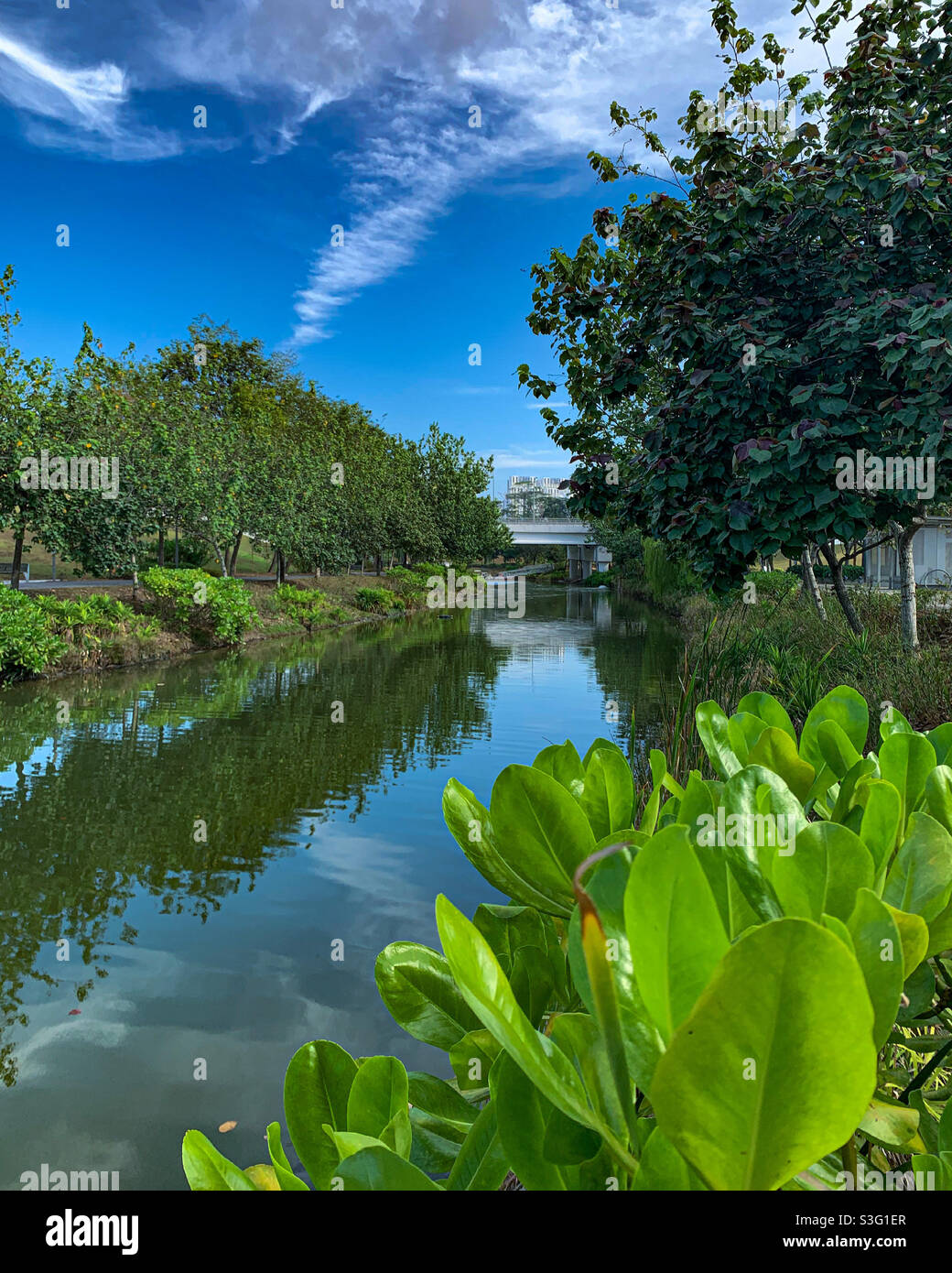 Natures greenery hi-res stock photography and images - Alamy