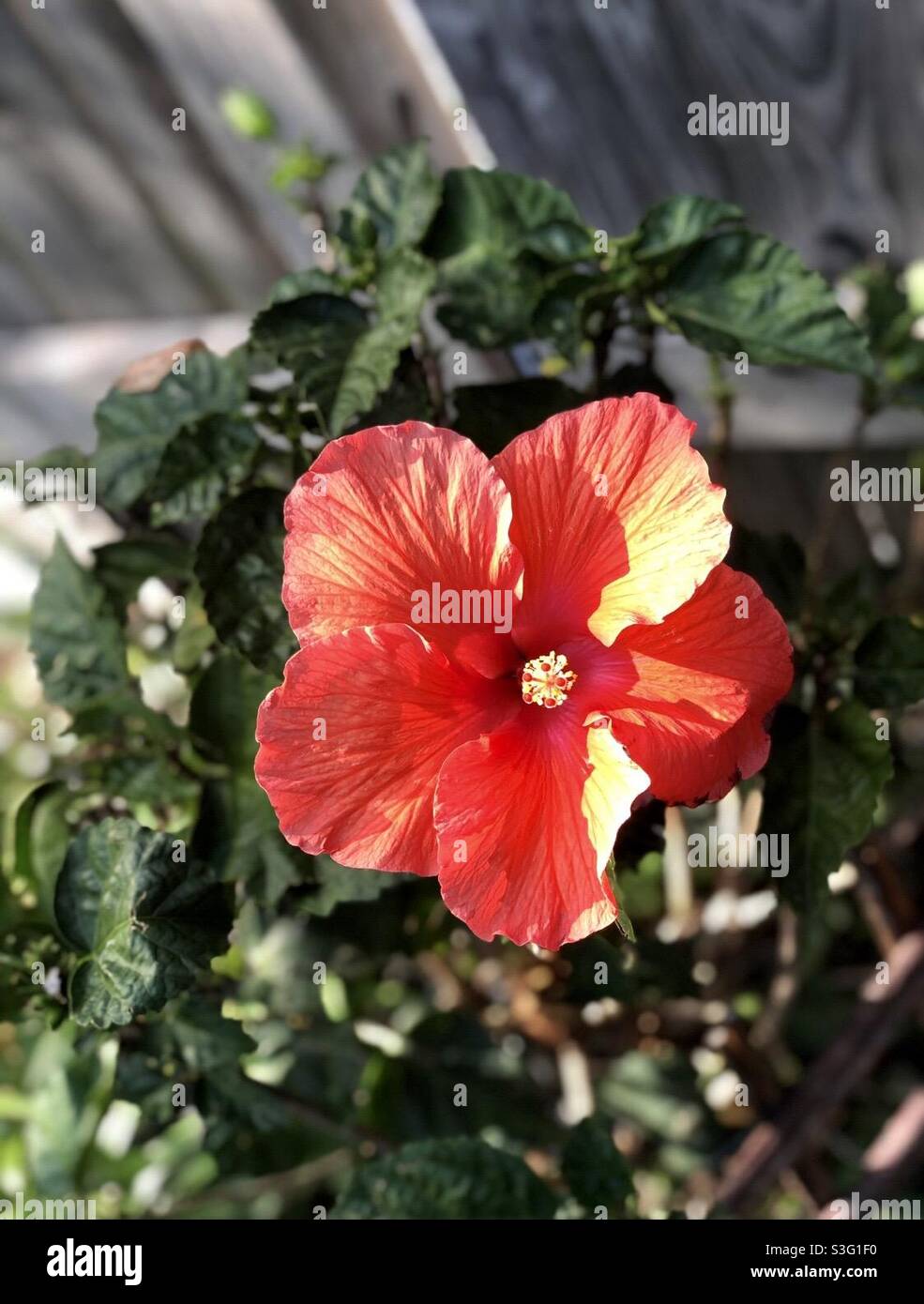 The flower portrait Stock Photo - Alamy