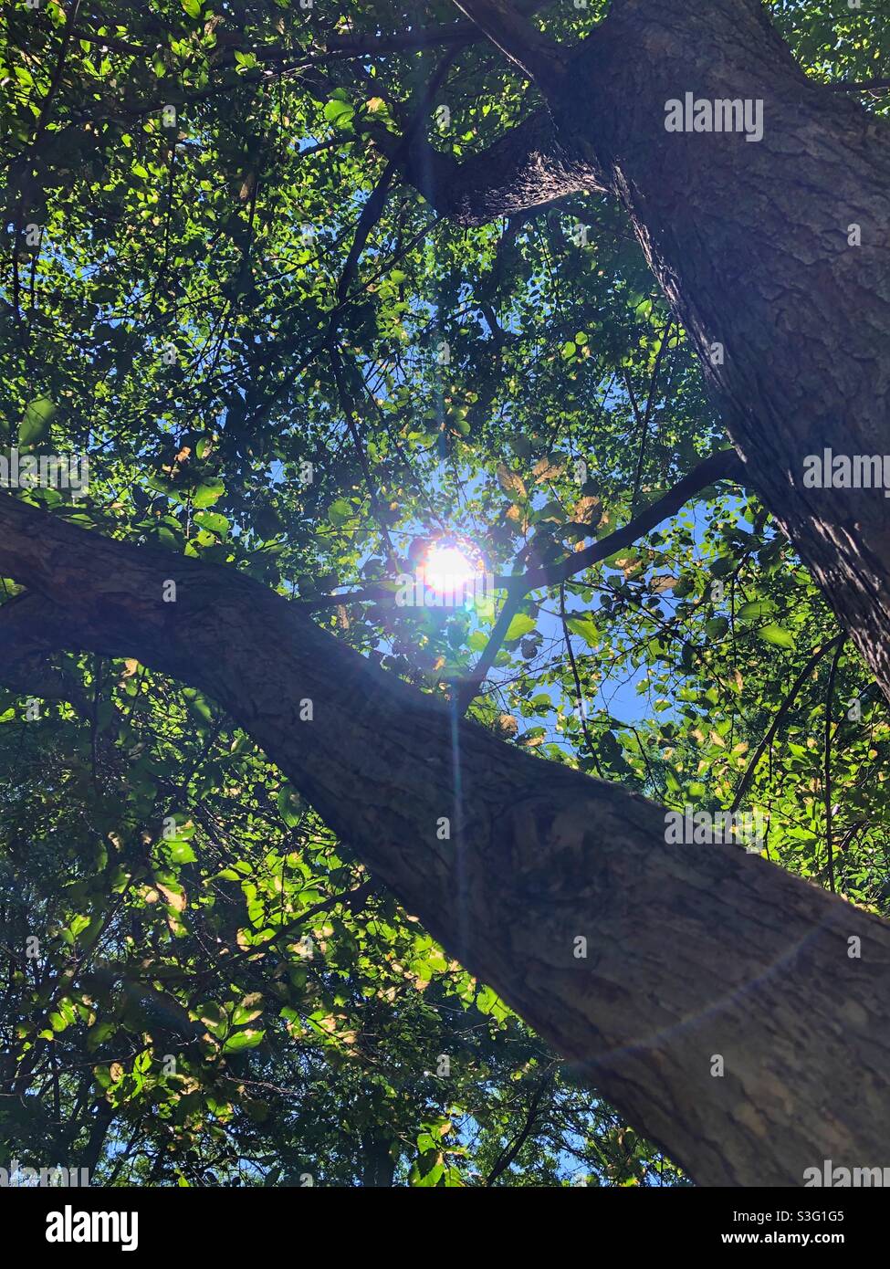 Reflection of tree canopy hi-res stock photography and images - Alamy
