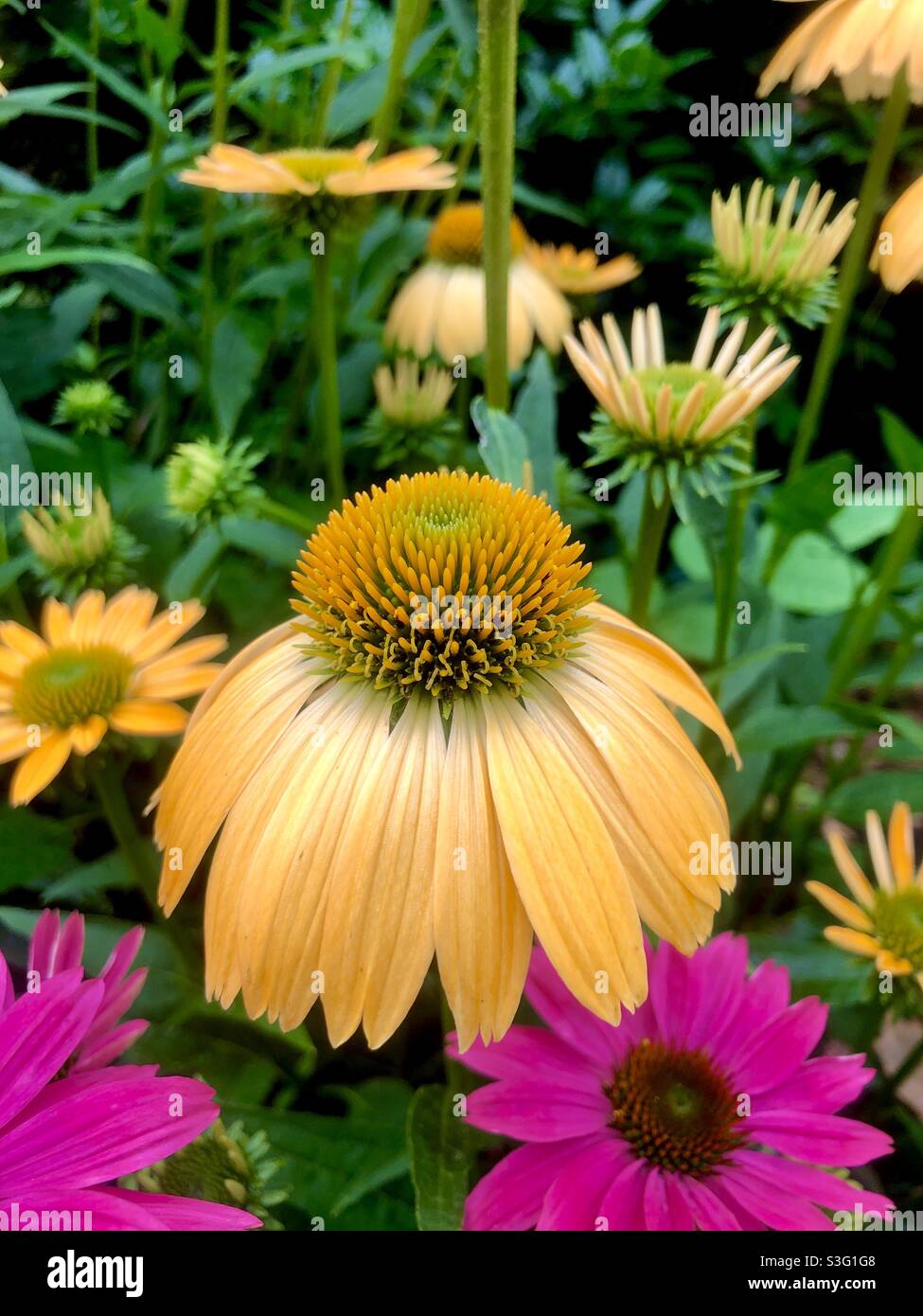 Closeup coneflower hi-res stock photography and images - Alamy