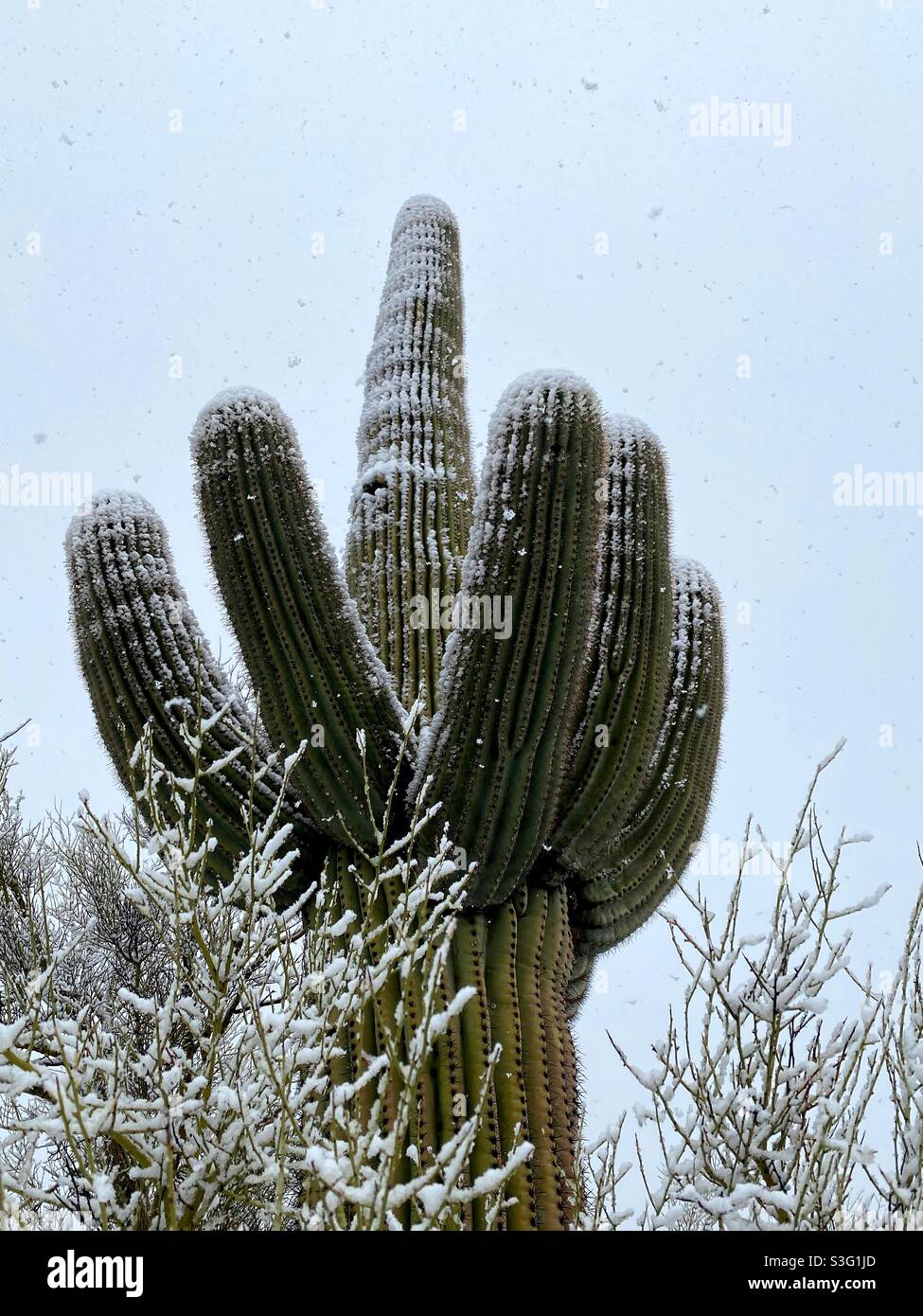 Desert cactus snow hi-res stock photography and images - Alamy