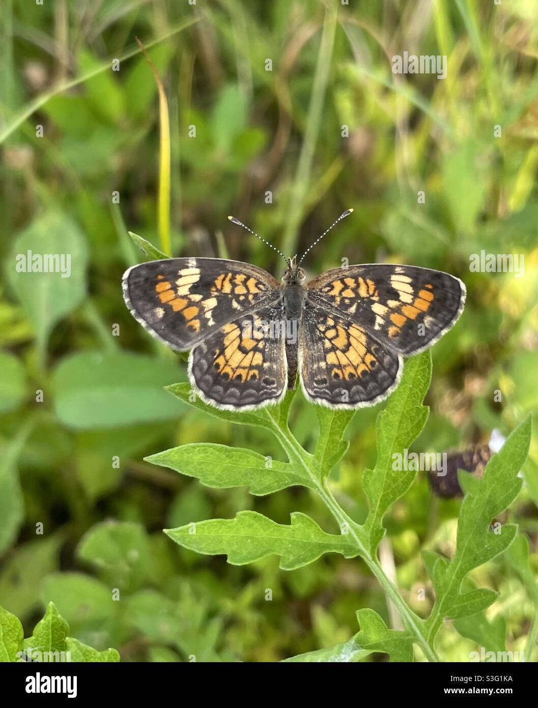 Pearl crescent butterfly on forest plants Stock Photo - Alamy